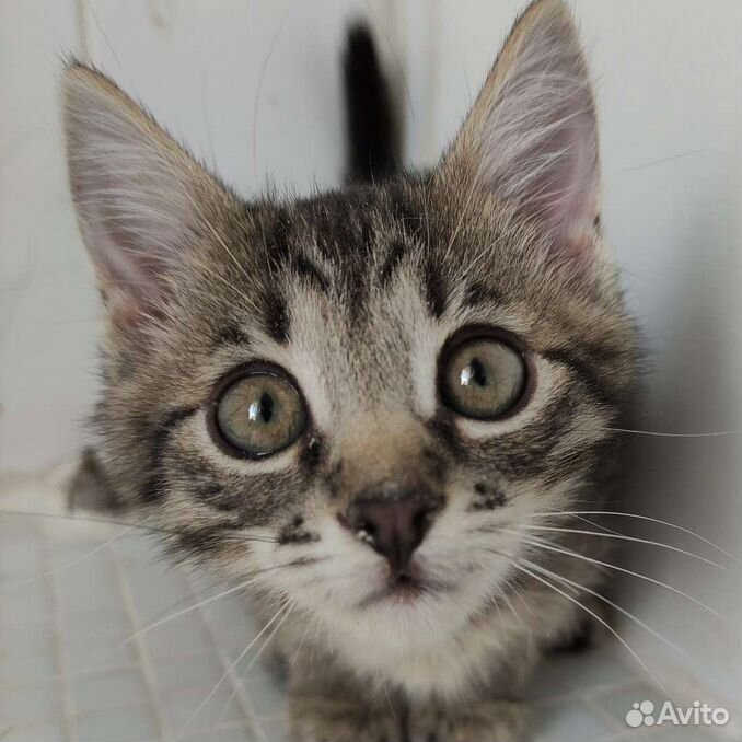 Малыш Гарик 2 месяца в дар