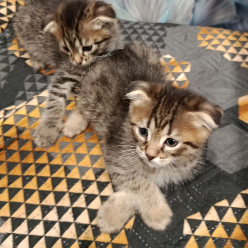 Шотландский вислоухий короткошёрстный котёнок