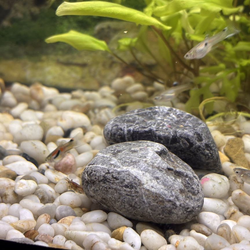 Гуппи, креветки