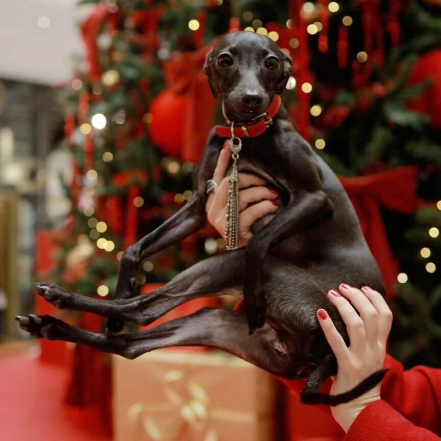 Шикарная девочка левреточка