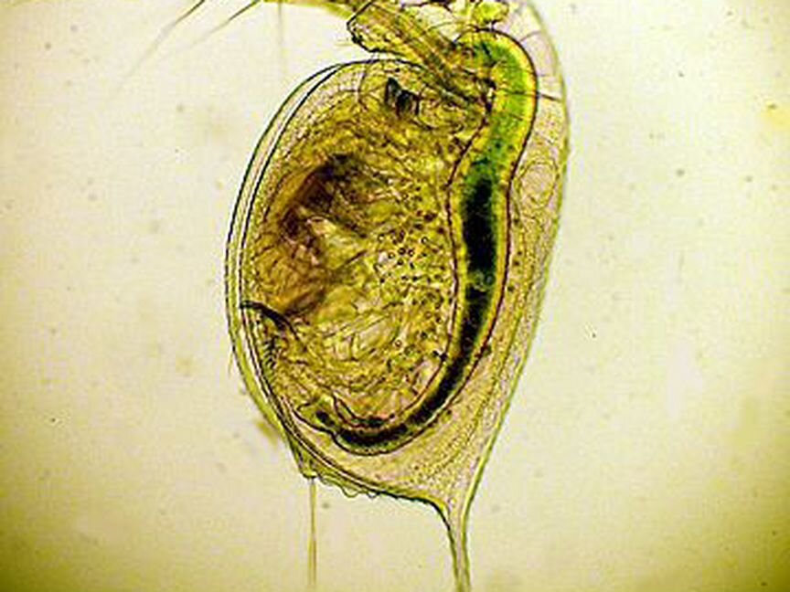Дафния-корм для рыб