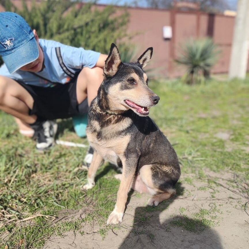 Собака в добрые руки