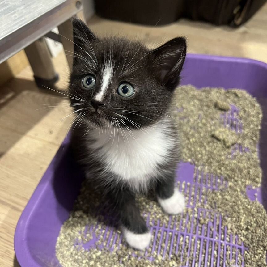 Котята в добрые руки бесплатно