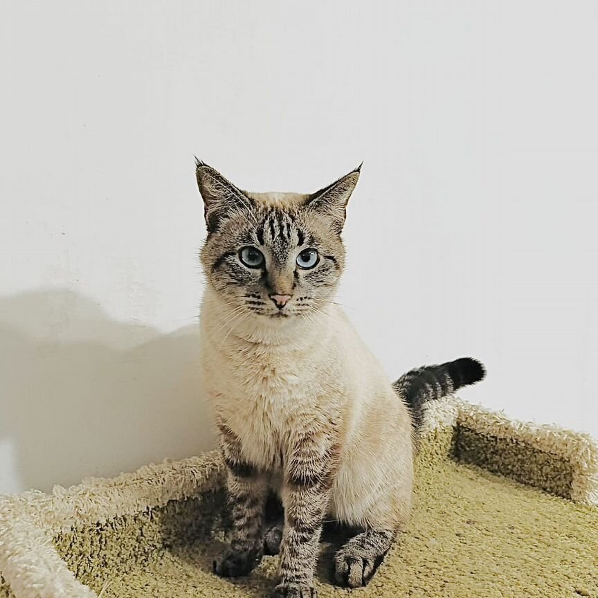 Добрый и ласковый котик в добрые руки