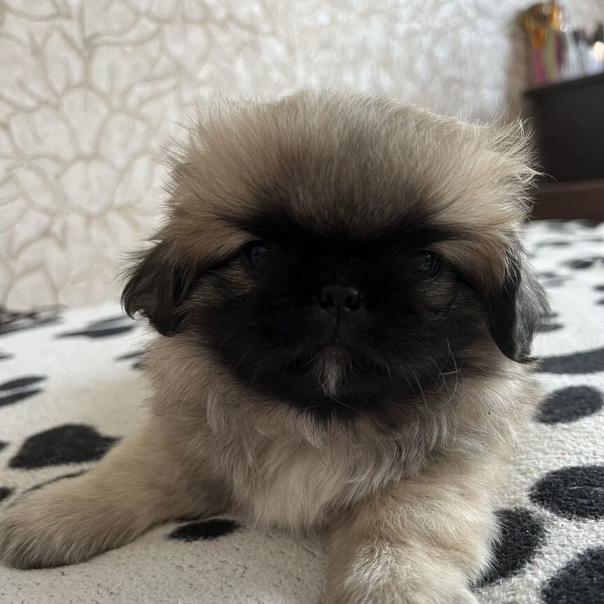 Щенки пекинеса