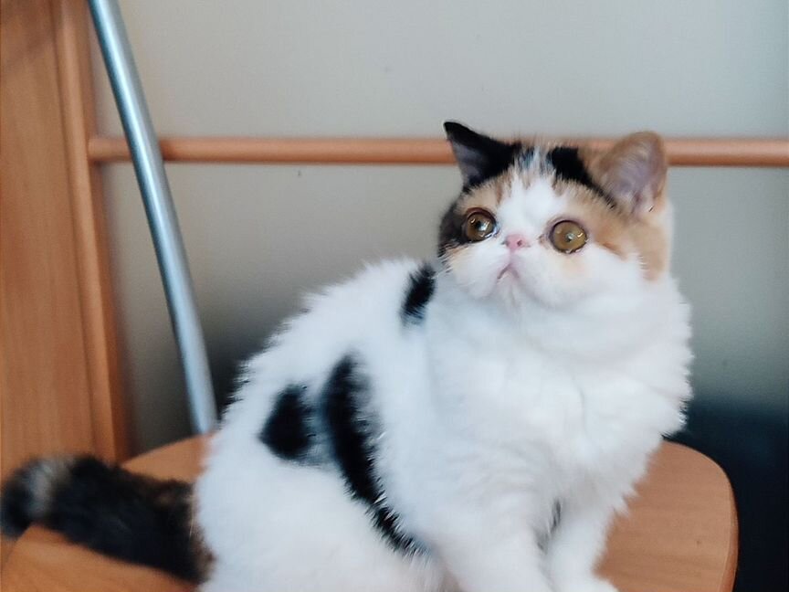 Моника красотуля