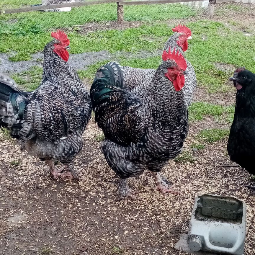 Мехел. кукушка возр 1год