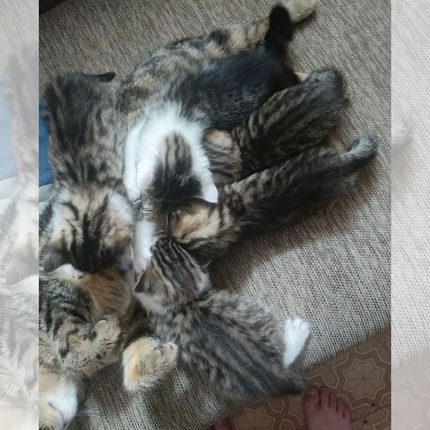 Котята