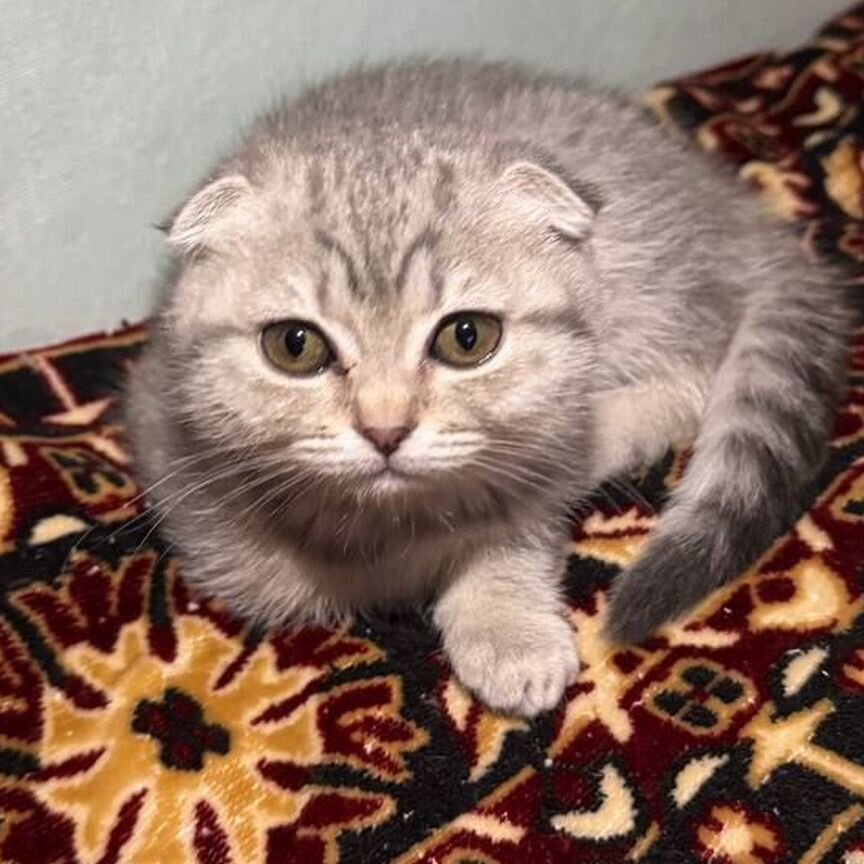 Шотландский вислоухий короткошёрстный котёнок