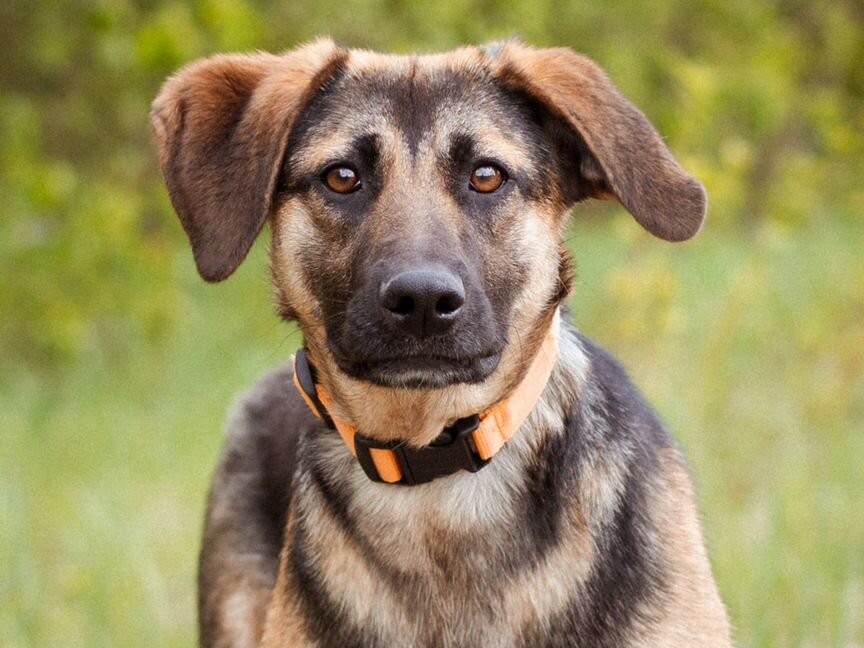 Озорная собачка Чайна ищет дом