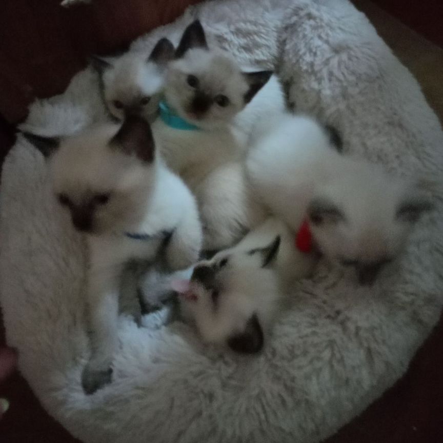 Тайские котята