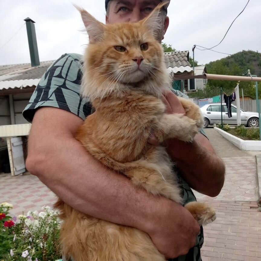 Майн кун котята