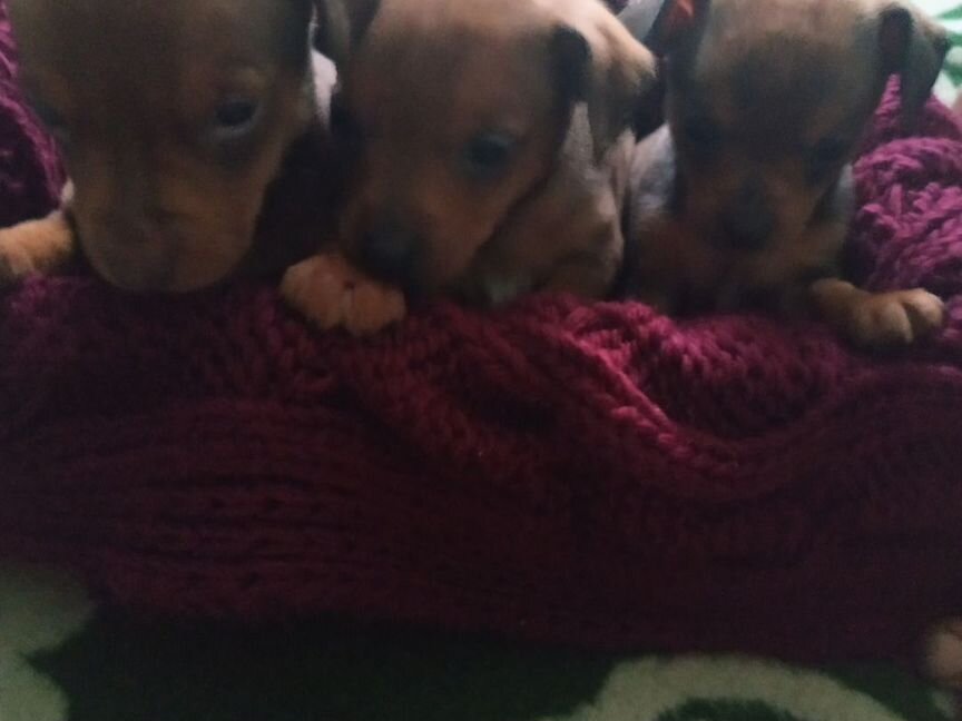 Маленькая собака той-терьер