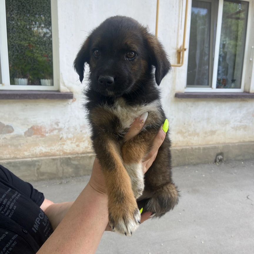 Щенок бесплатно