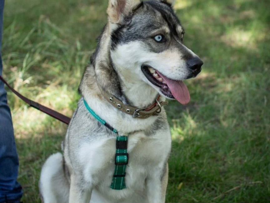 Красивая собака из приюта в добрые руки