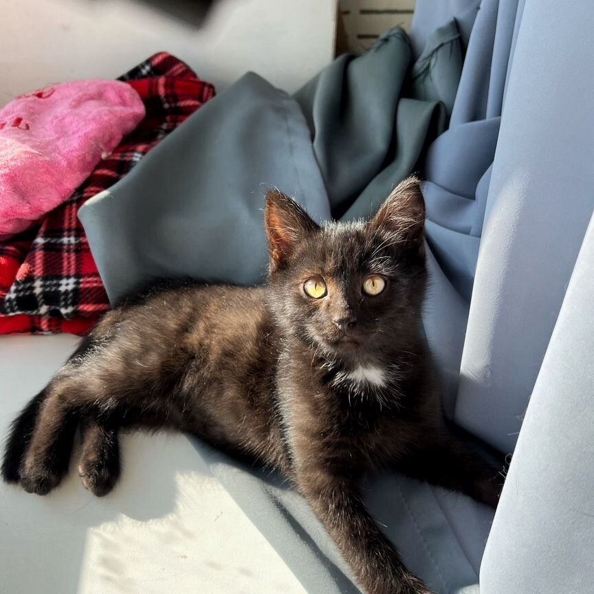 Котенок мальчик бесплатно