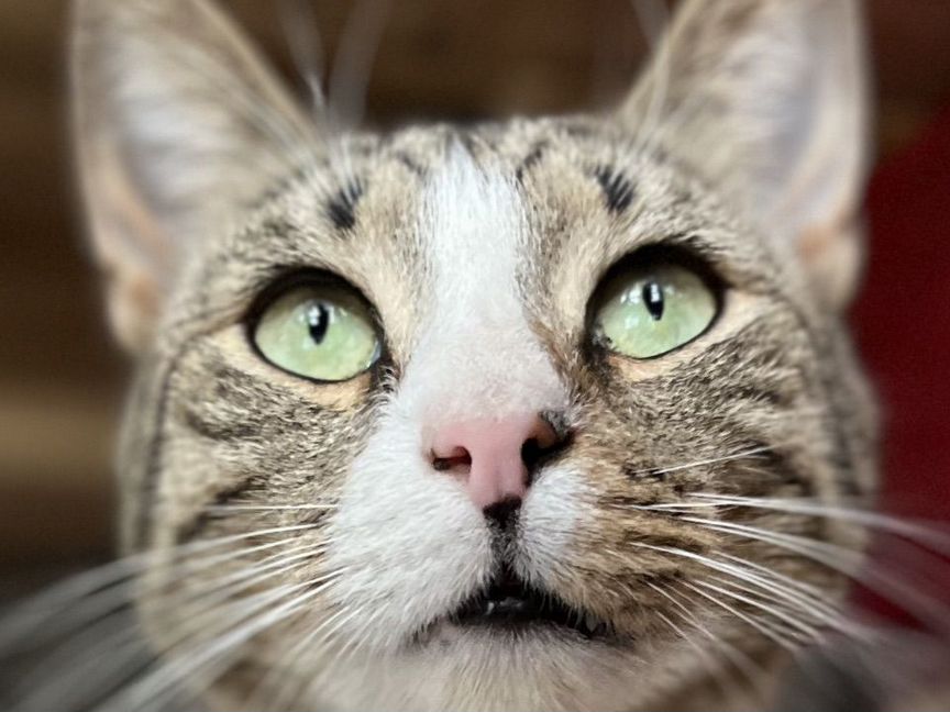 Котик в добрые руки