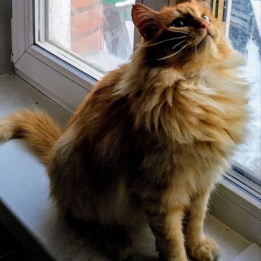 Котёнок, 8-10 мес.,кастрирован