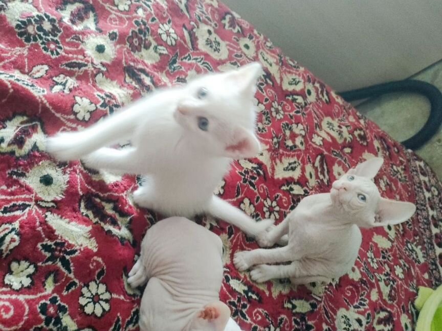 Велюровый Донской сфинкс