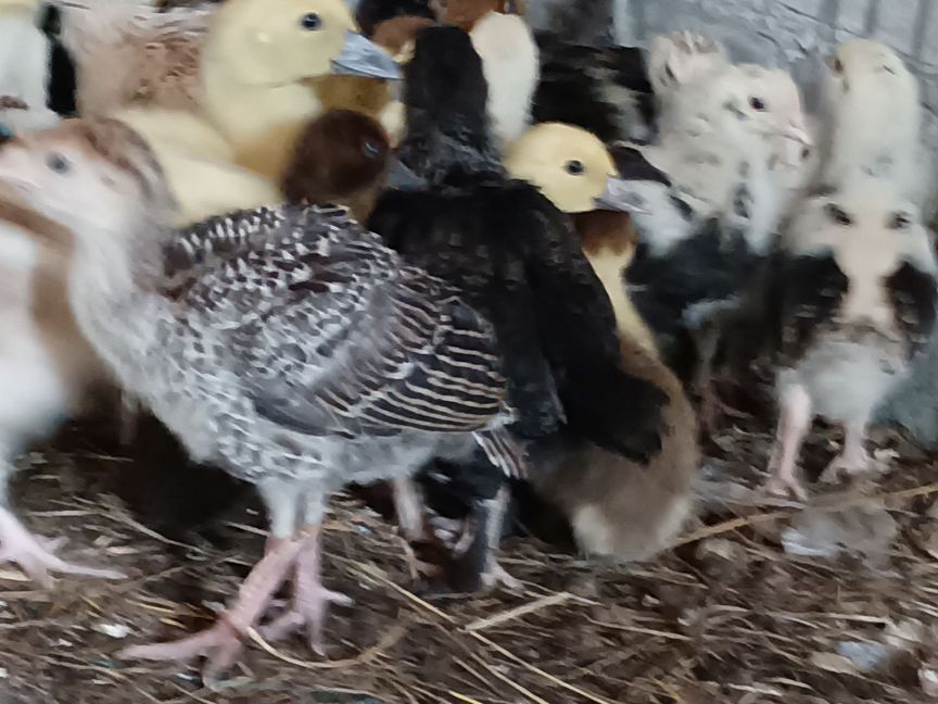 Индюки индюшата