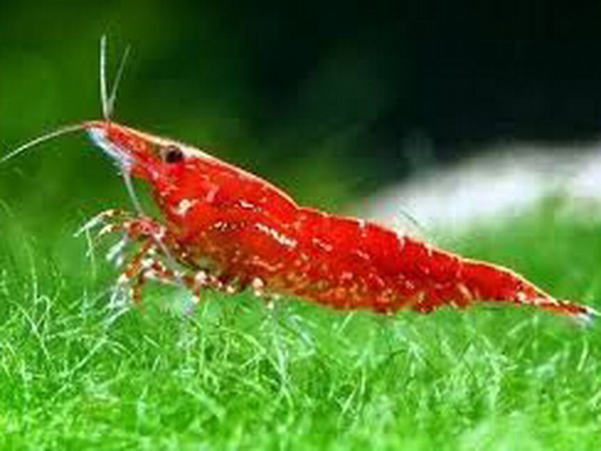 Креветки вишенка