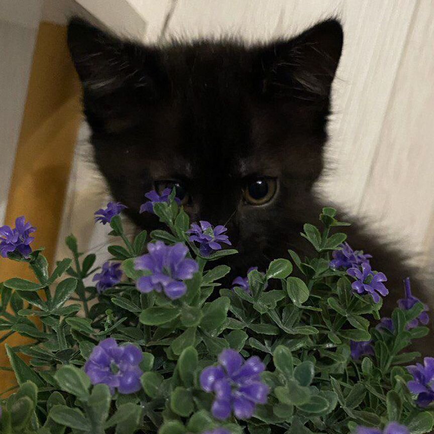 Котёнок в добрые руки