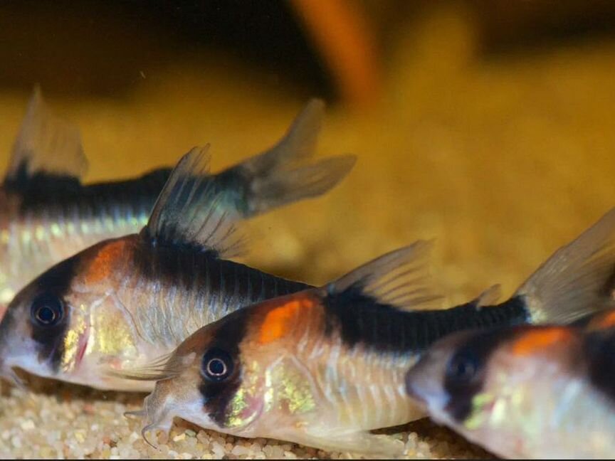 Коридорас дупликареус