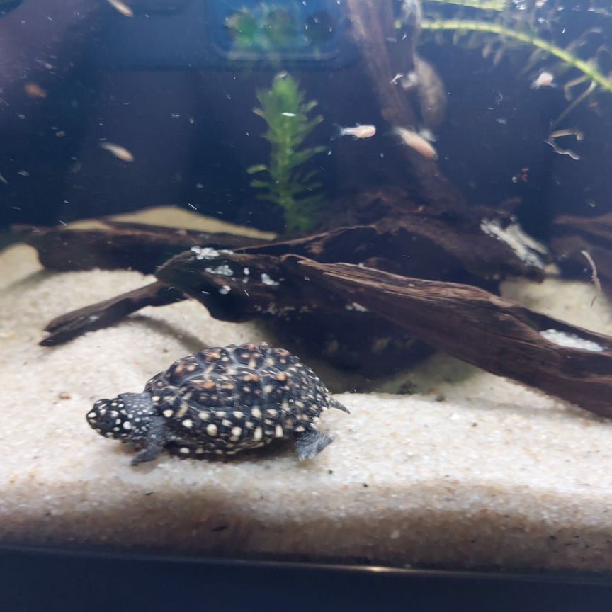 Мускусная и пятнистая черепаха