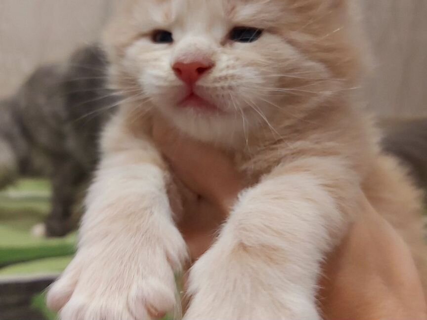 Котята мейн-кун с документами