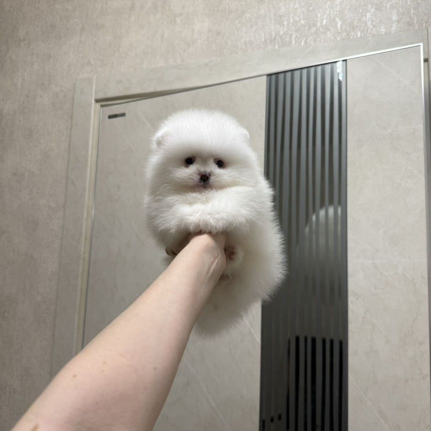Шпиц, белый мальчик