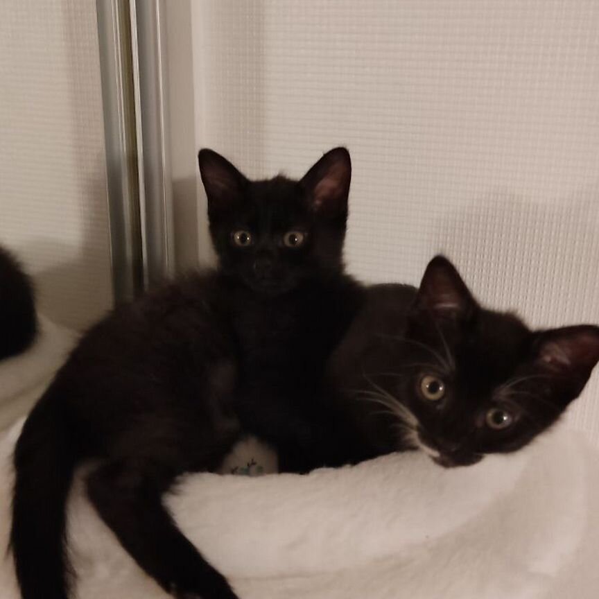 Ищем дом котятам