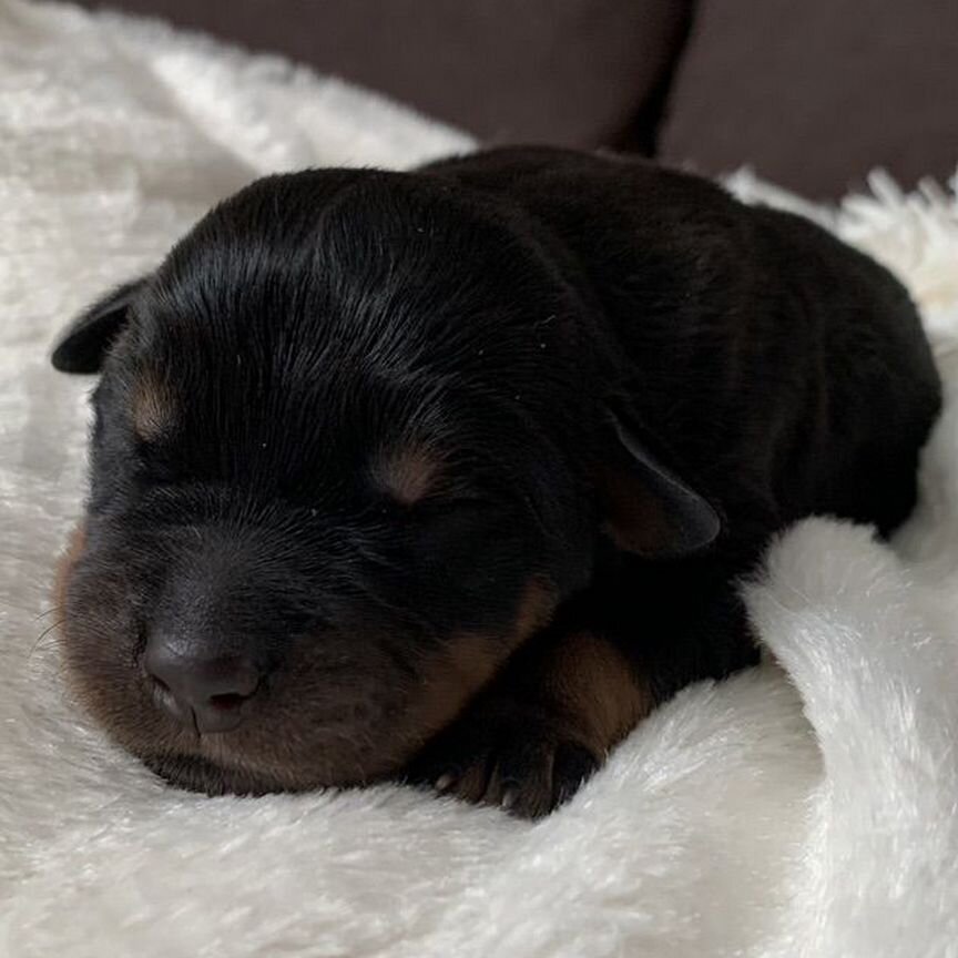 Щенки ротвейлера