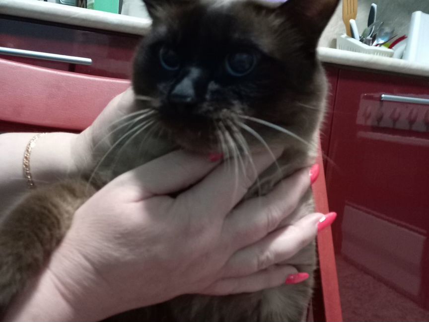 Отдам в добрые руки тайских котов