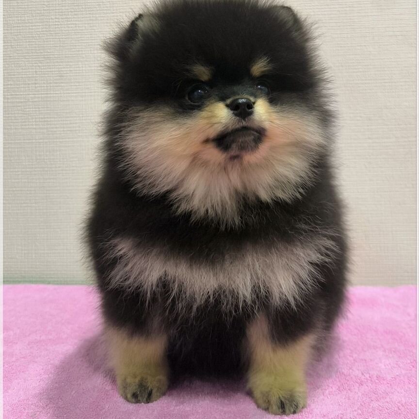 Померанский шпиц, щенок