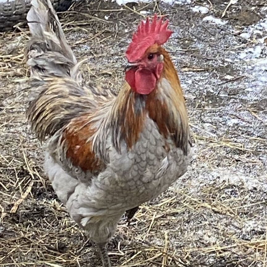 Молодые петухи