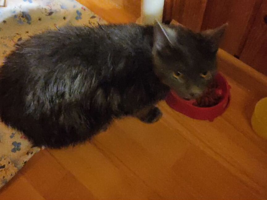Котик в хорошие руки