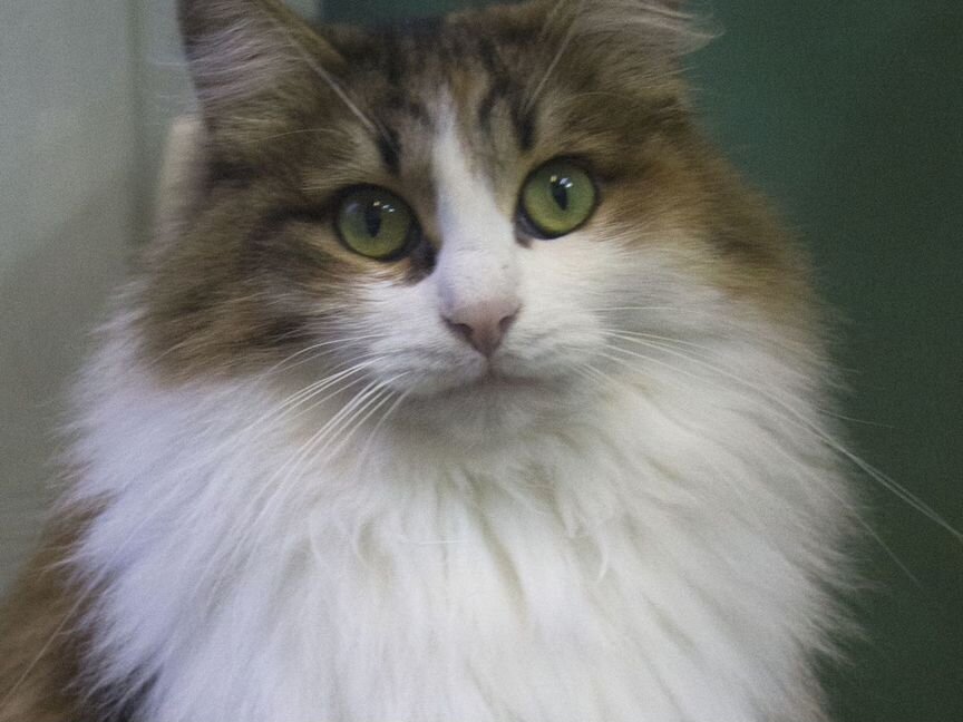 Кошка - волшебный ангел направлена вам судьбой