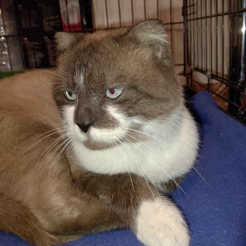 Котик ищет дом