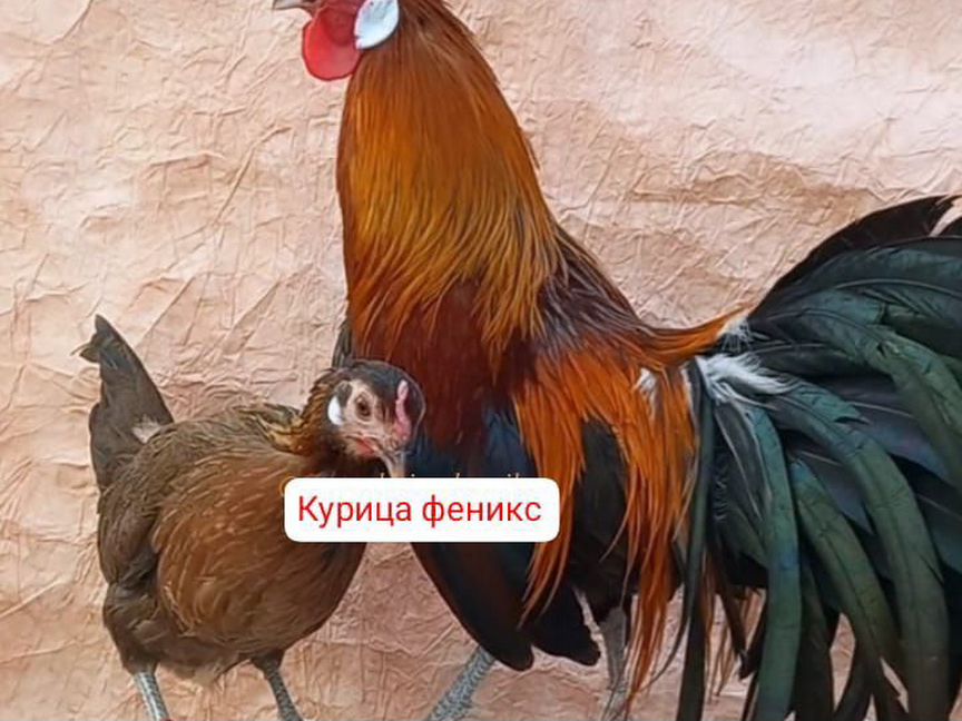 Курица Феникс
