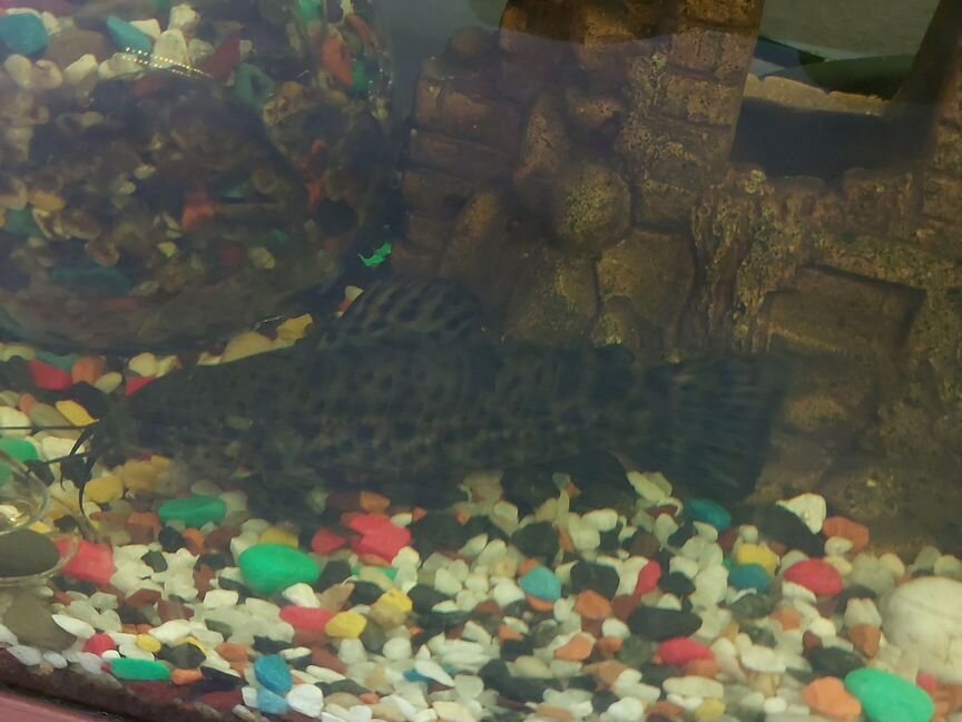 Сомик таракатум