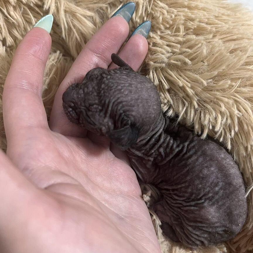 Донской сфинкс котёнок