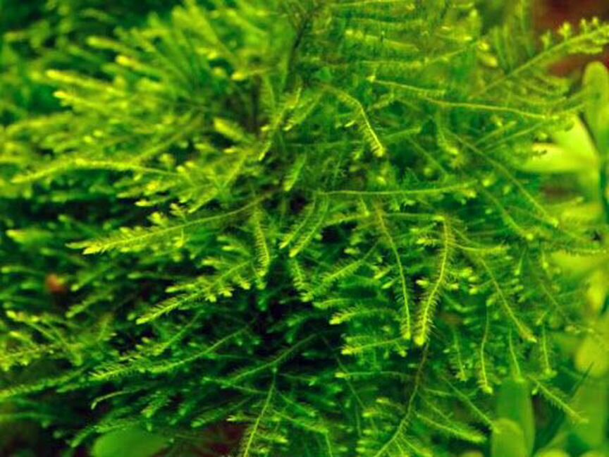 Мох Анкор (Anchor moos, Taxiphyllum sp.)