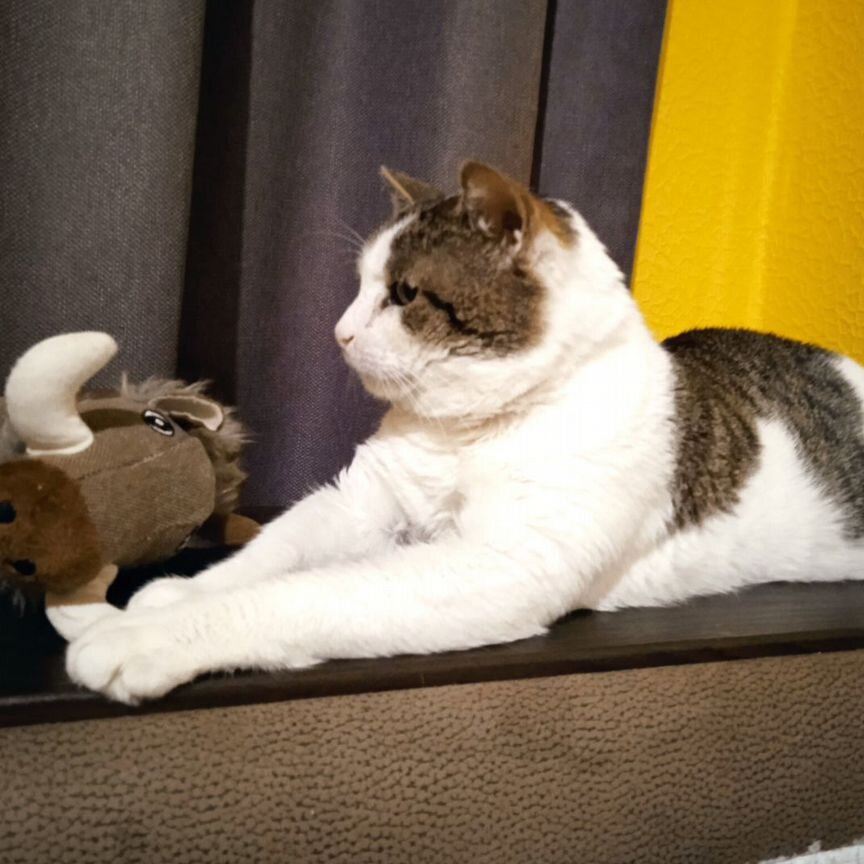 Взрослый кот в добрые руки