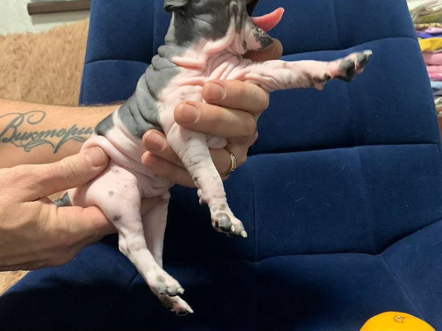 Американский голый терьер