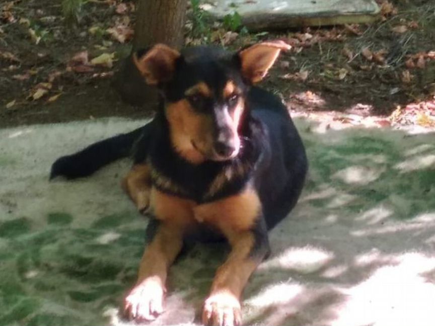 Пристраивается щенок