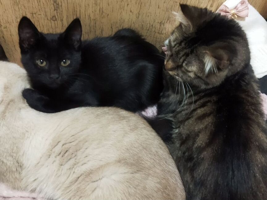 Кошка