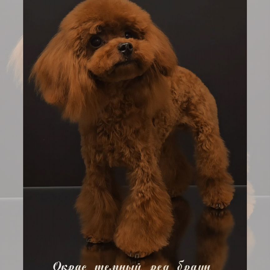 Той-пудель, вязка