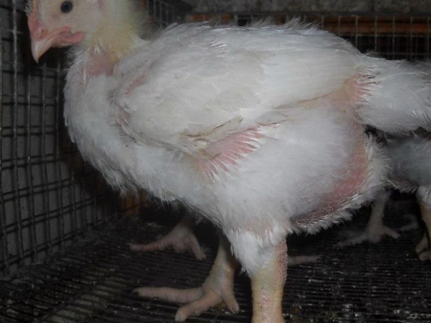 Супербройлеры