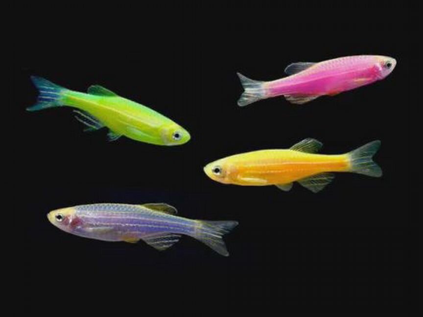 Продам аквариумных рыбок разных видов, подростки