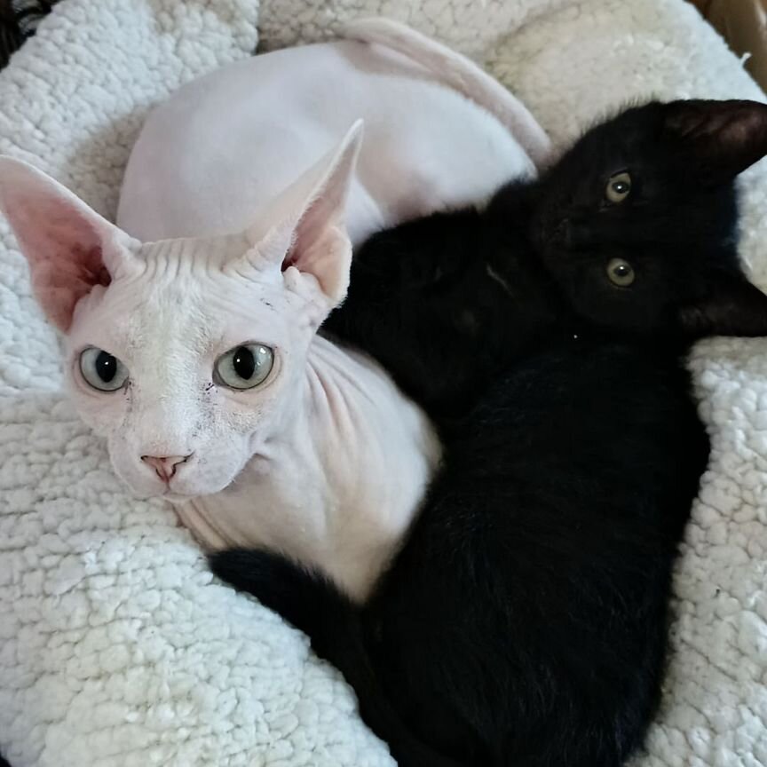 Котята от сфинкса